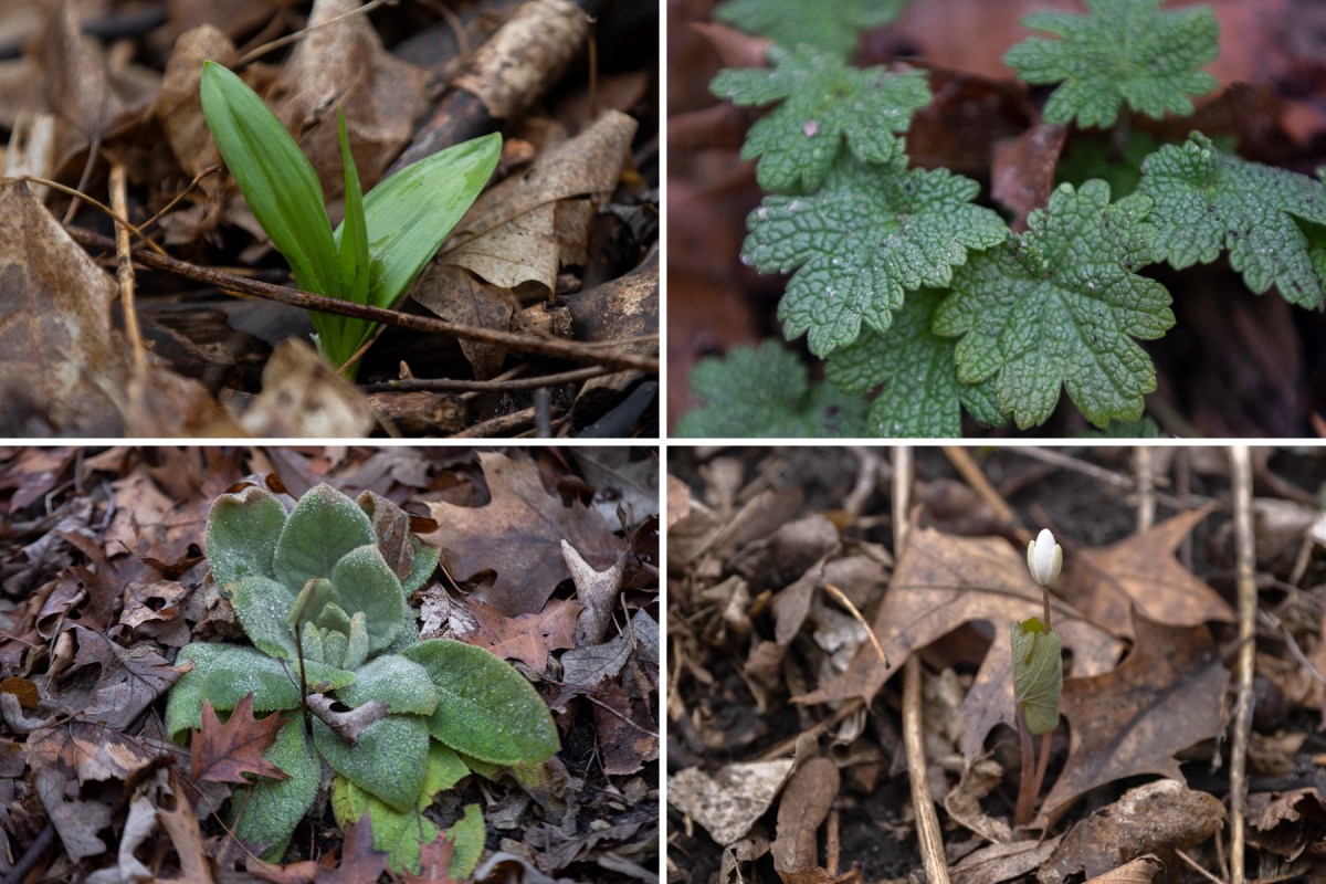 The secret to building healthy Indigenous foodways? Look for the plants.