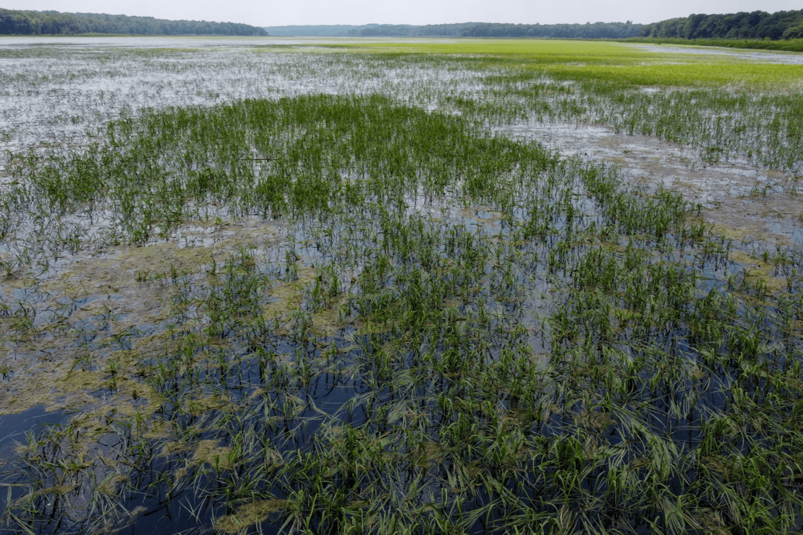 Wild rice threatened by climate change, rainfall in Minnesota