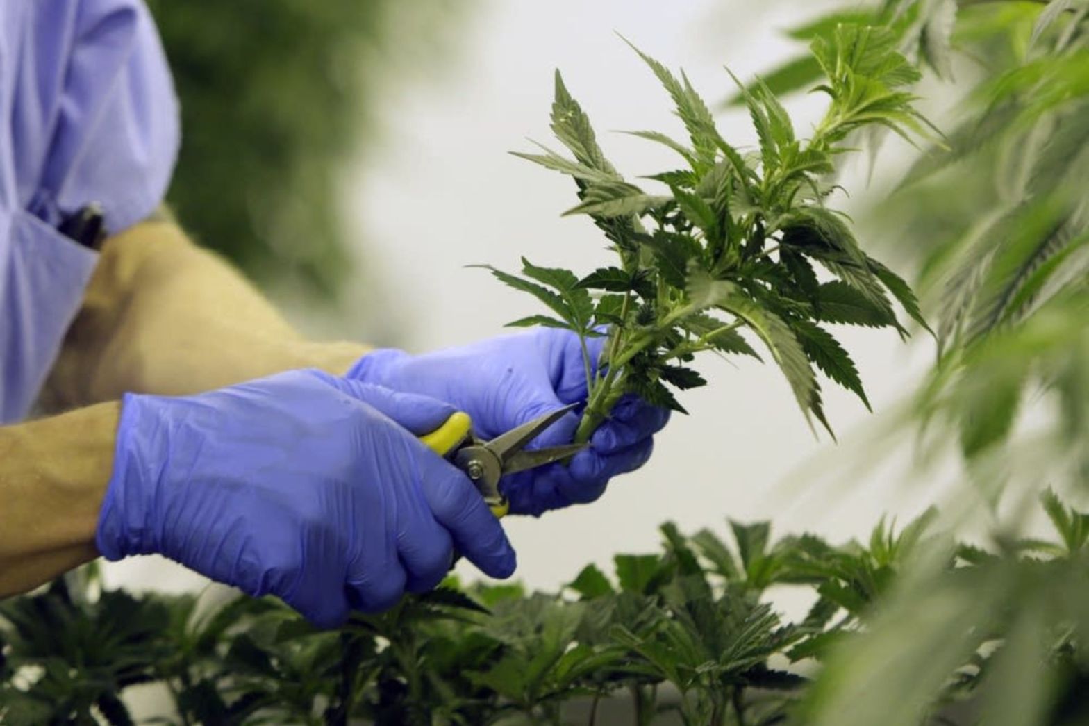 What to know about marijuana legalization in Minnesota