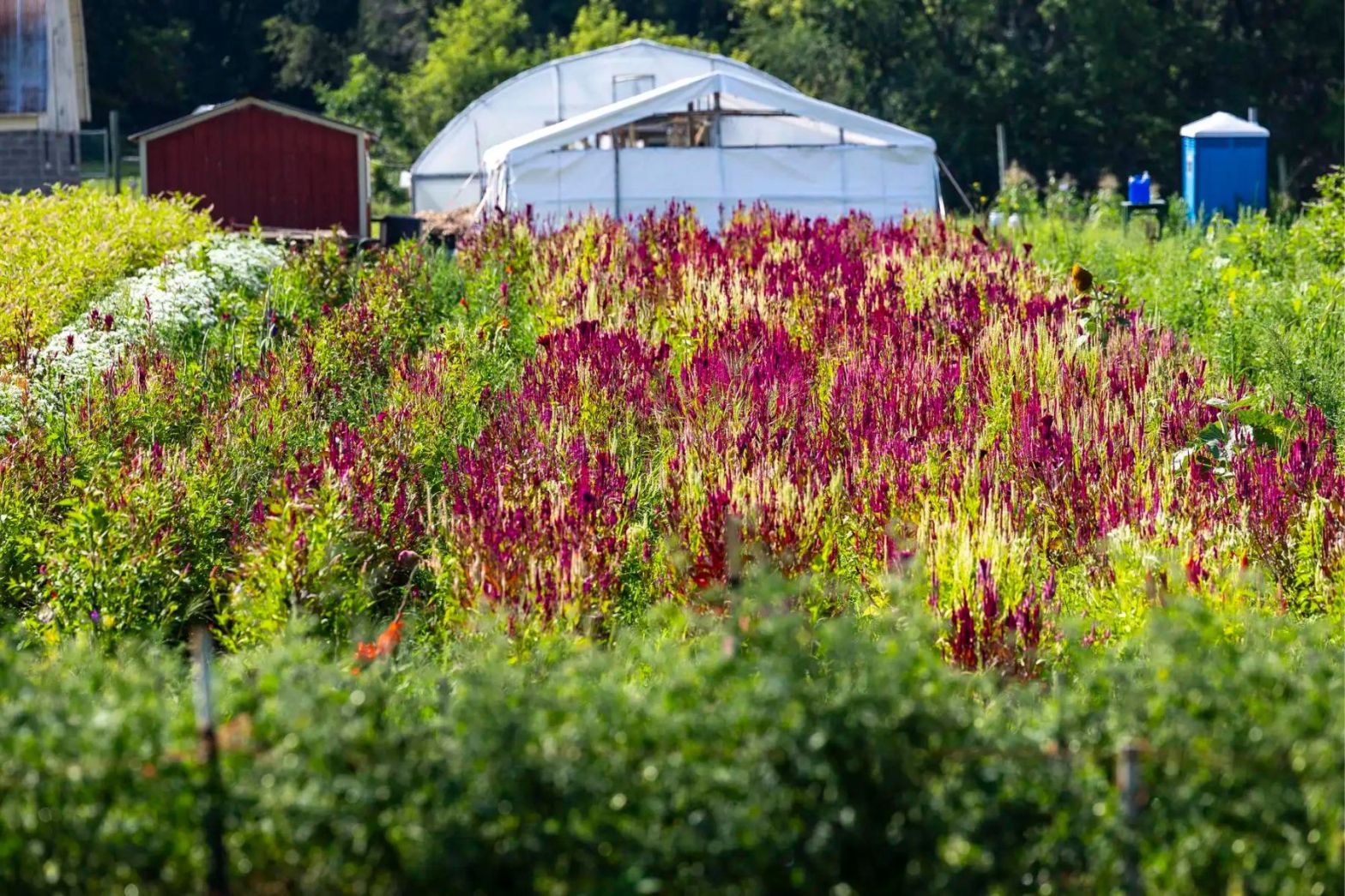 Hmong farmers plant community and change in Dakota County