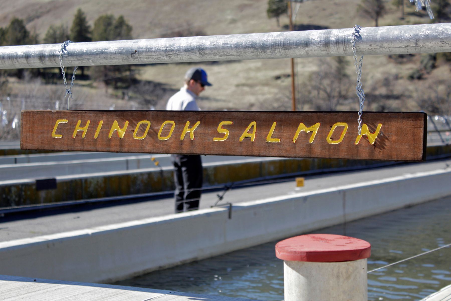 Tribes look to restore environment after U.S. dam removal project