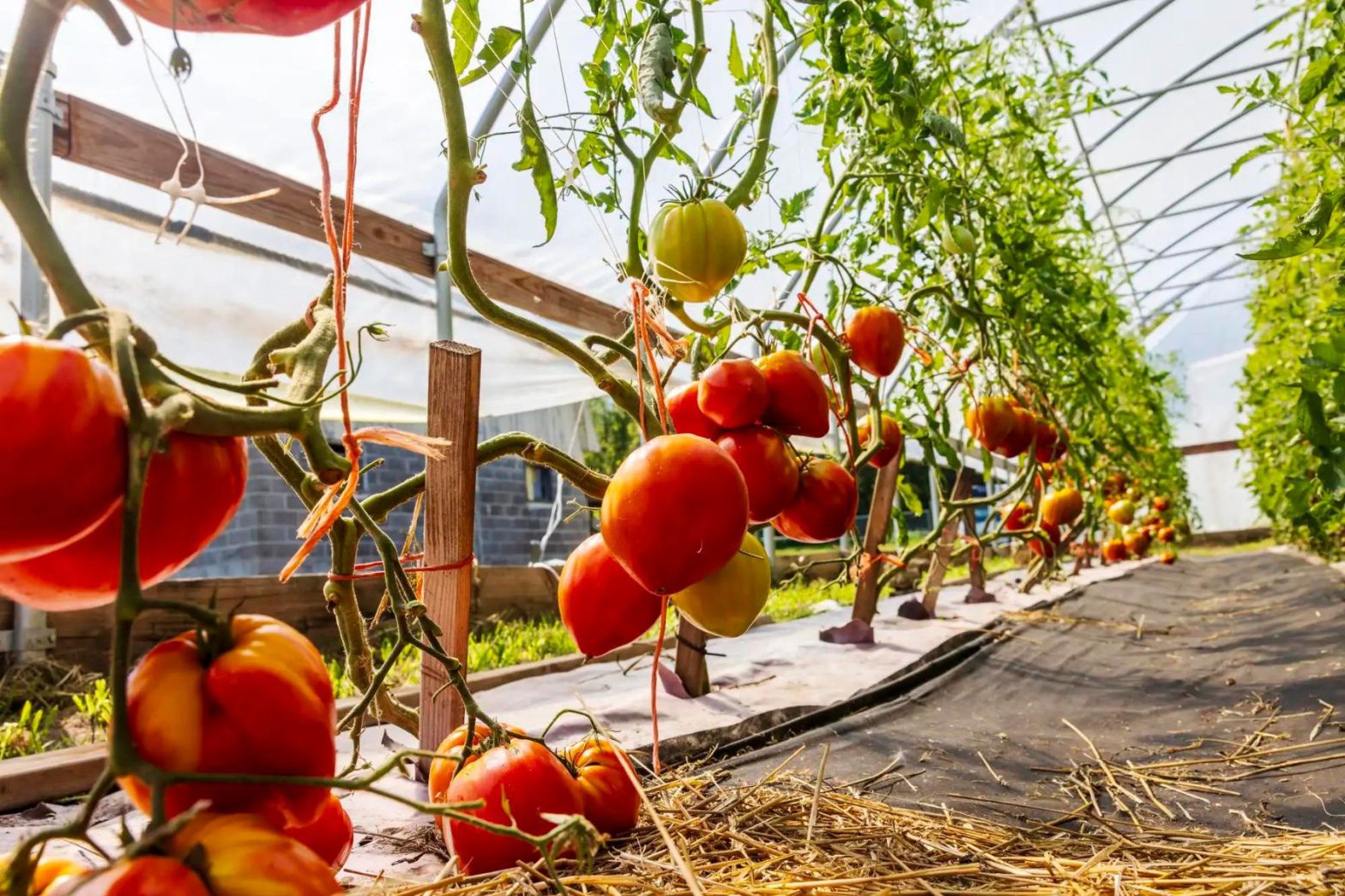 Hmong farmers plant community and change in Dakota County